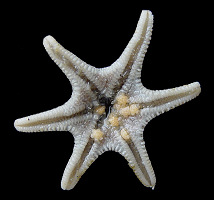 Genus Solaster (2)